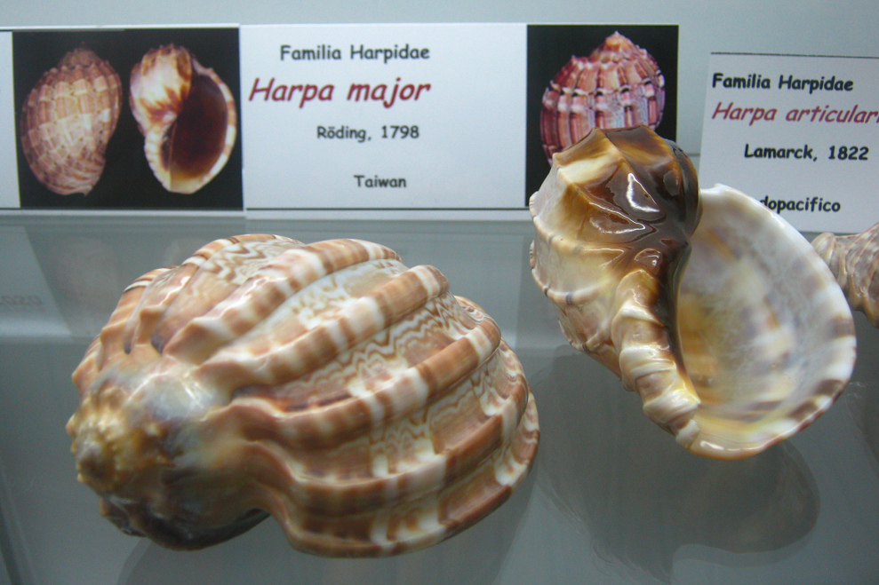 2.10. Harpidae - Marginellidae - Architectonicidae - Columbellidae - Angaridae - Turbinidae ...