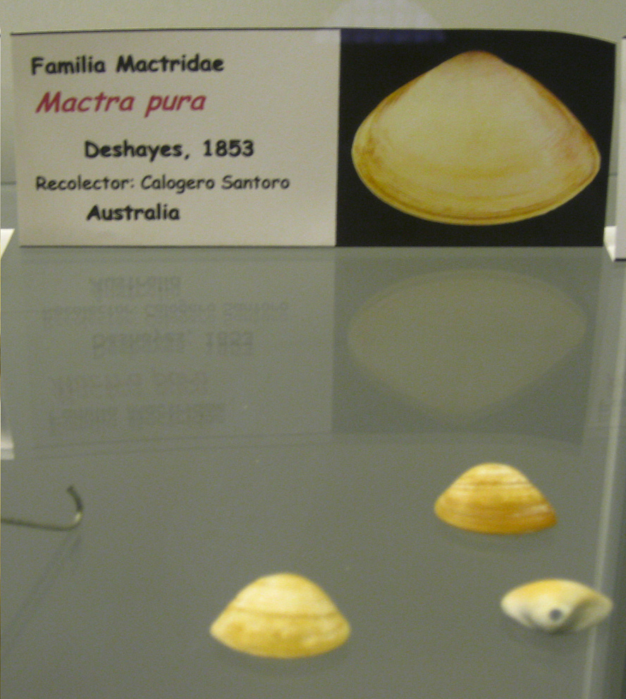 Museo del Mar de Arica 1.1: Conchas del mar, vitrina 1