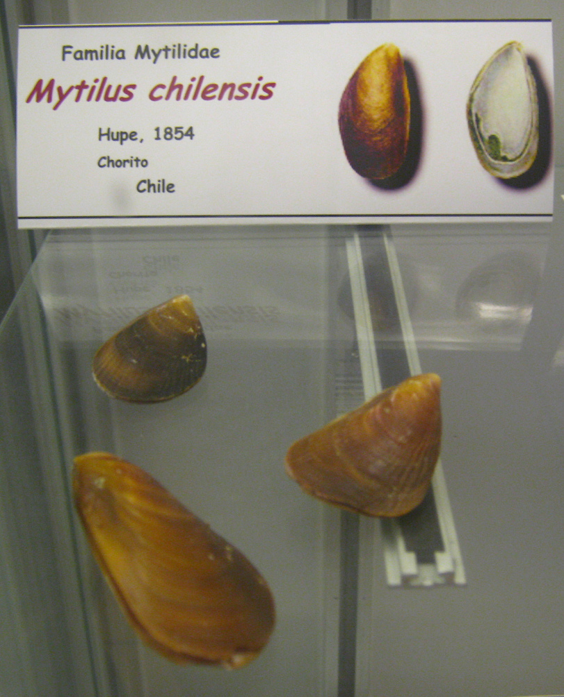 Museo del Mar de Arica 1.1: Conchas del mar, vitrina 1