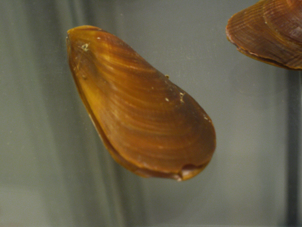 Museo del Mar de Arica 1.1: Conchas del mar, vitrina 1