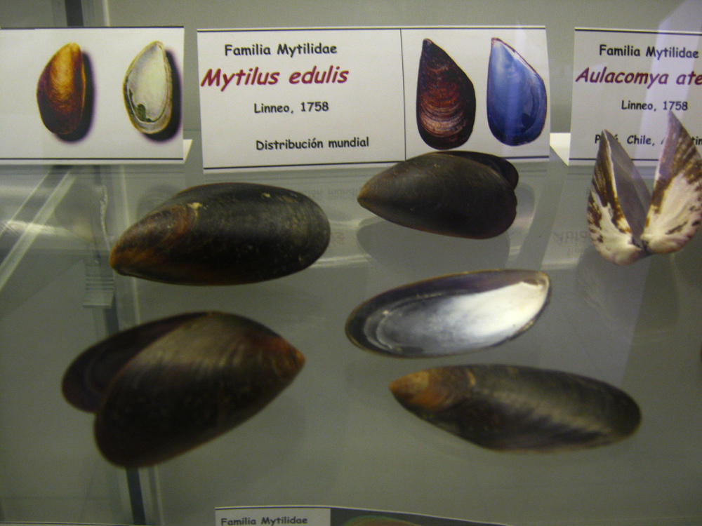 Meermuseum von Arica 1.1: Meeresmuscheln, Vitrine 1
