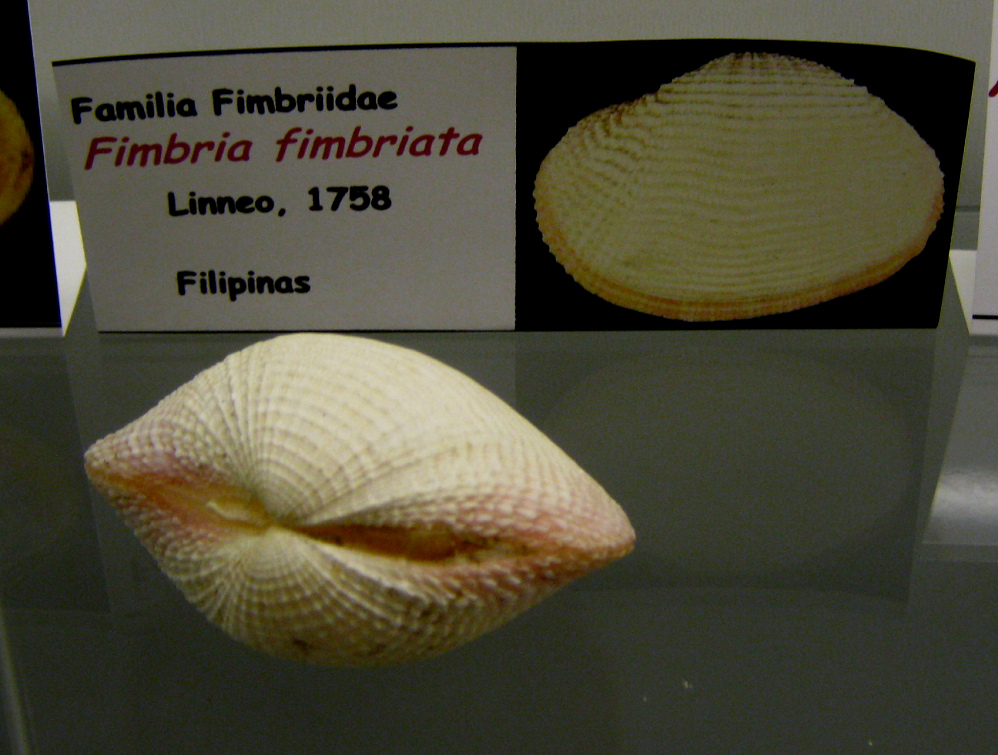 Meermuseum von Arica 1.2: Meeresmuscheln, Vitrine 2