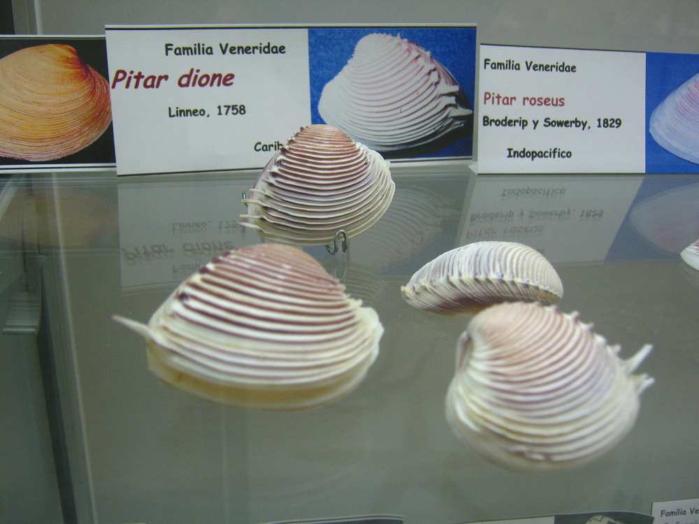 Meermuseum von Arica 1.4: Meeresmuscheln, Vitrine 4