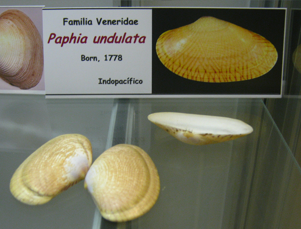 Meermuseum von Arica 1.4: Meeresmuscheln, Vitrine 4