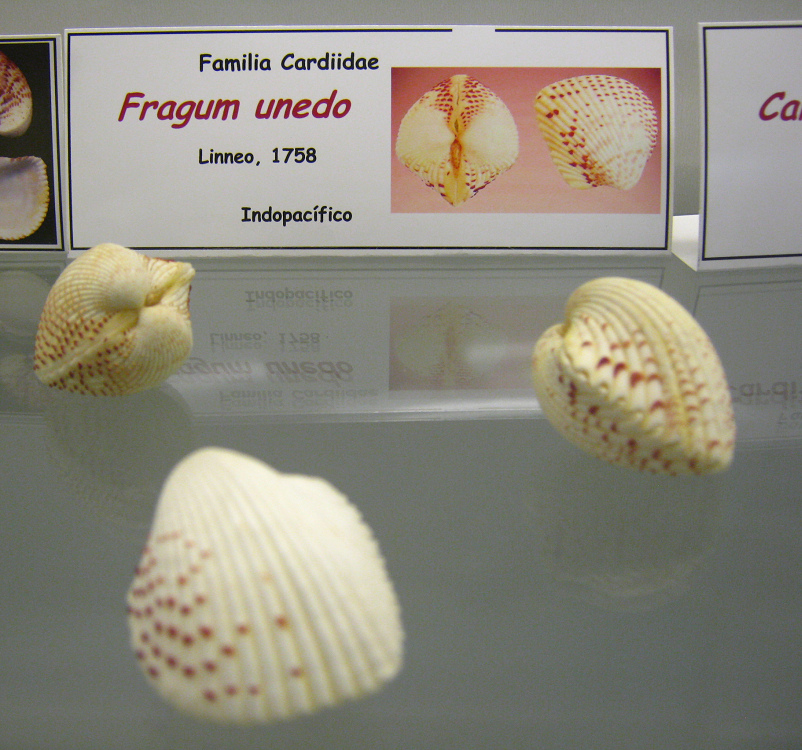 Museo del Mar de Arica 1.6: Conchas del mar, vitrina 6