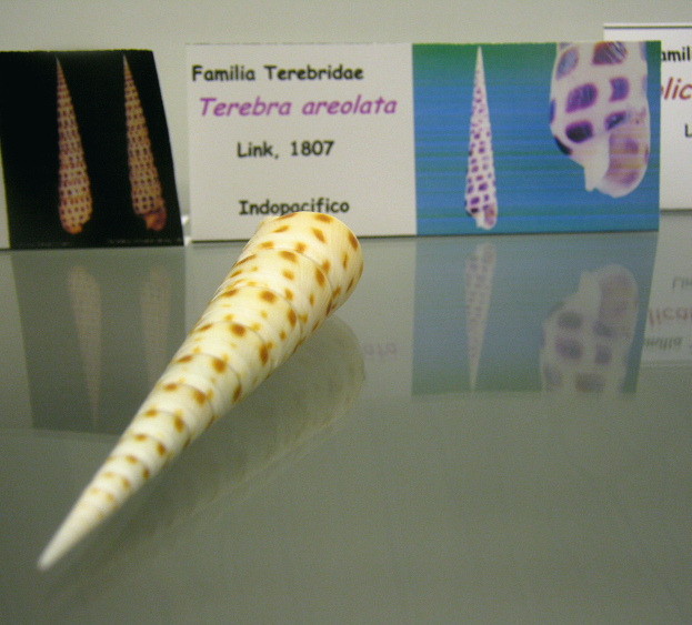 2.3. Terebridae - Littorinidae - Turritellidae - Trochidae