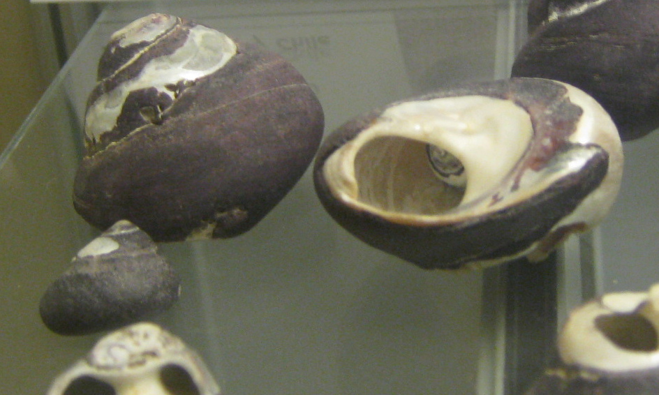 2.3. Terebridae - Littorinidae - Turritellidae - Trochidae