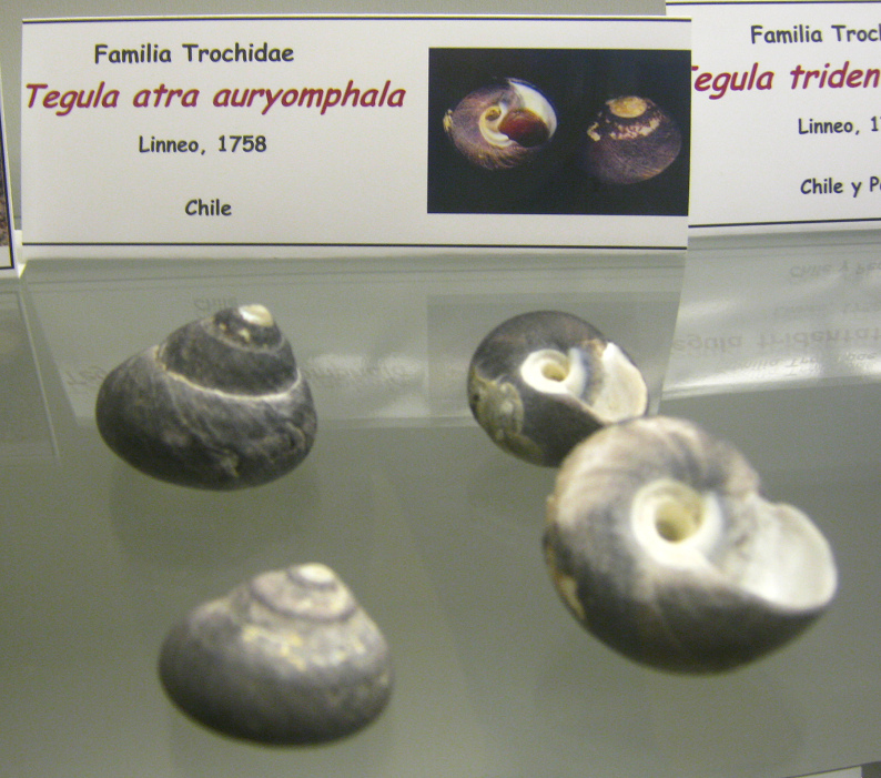 2.3. Terebridae - Littorinidae - Turritellidae - Trochidae