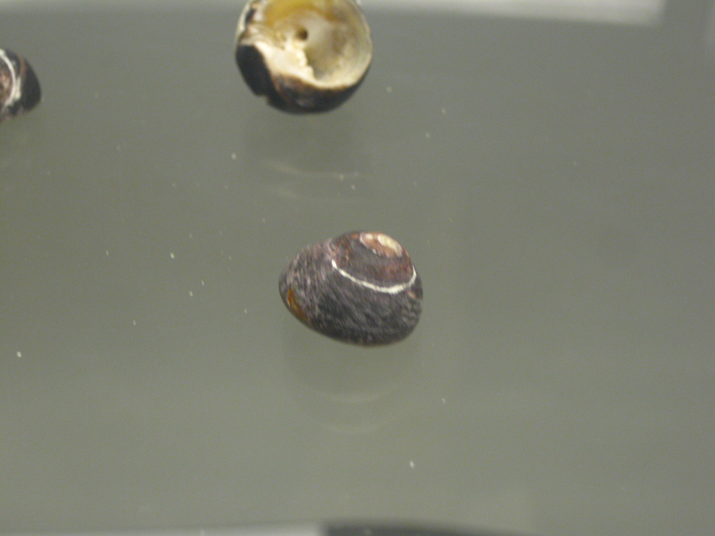 2.3. Terebridae - Littorinidae - Turritellidae - Trochidae