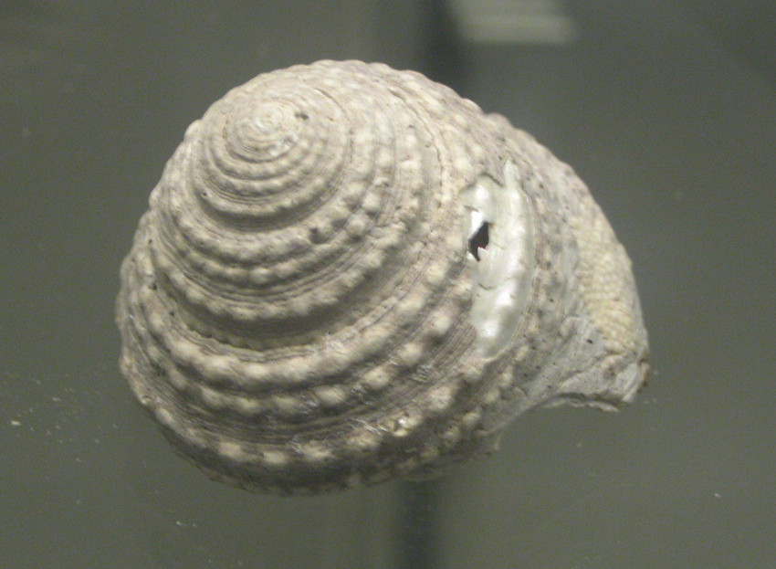 2.3. Terebridae - Littorinidae - Turritellidae - Trochidae