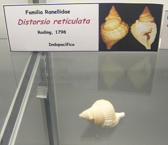 2.4. Cymatiidae - Ranellidae - Cymathidae - Cassidae