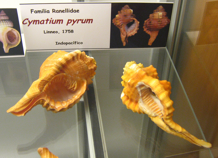 2.4. Cymatiidae - Ranellidae - Cymathidae - Cassidae