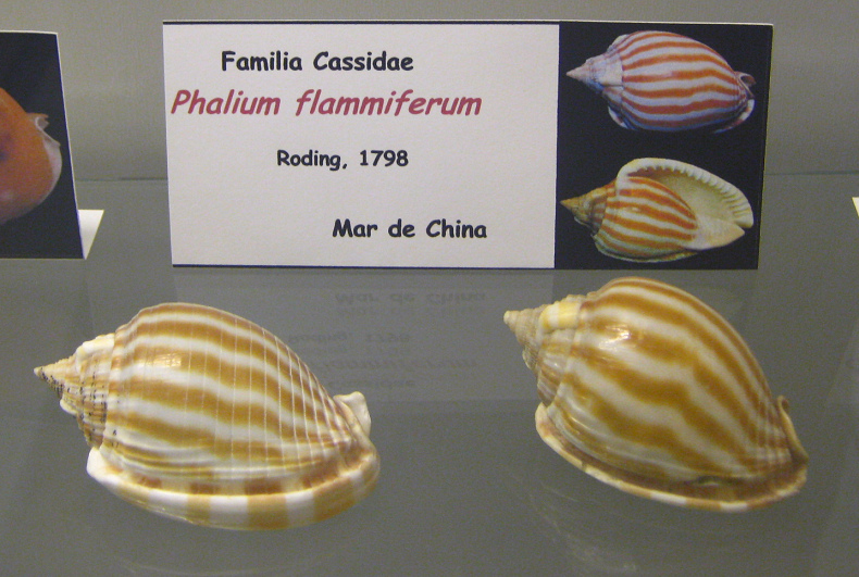 2.4. Cymatiidae - Ranellidae - Cymathidae - Cassidae