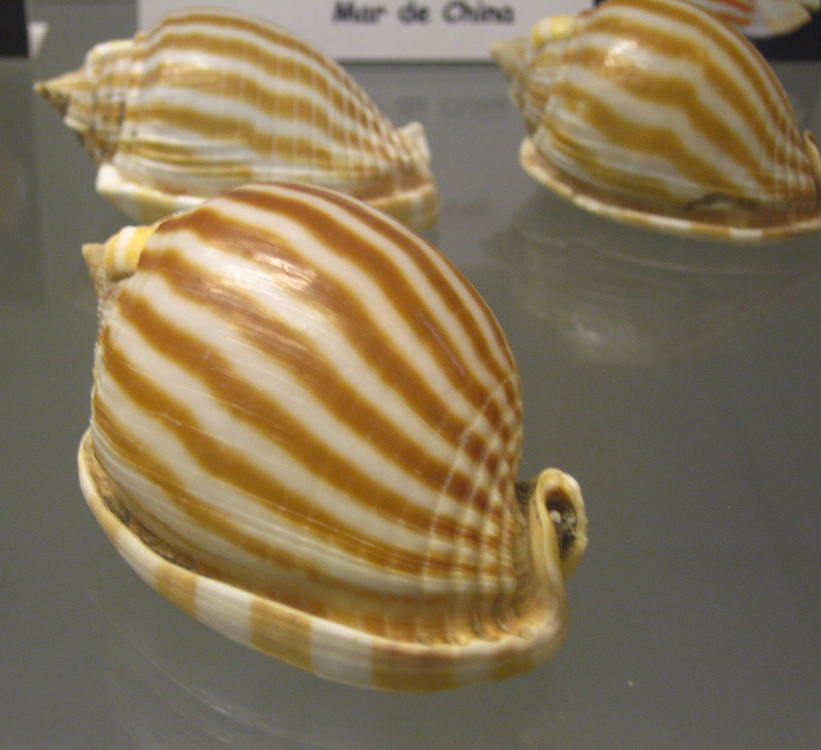 2.4. Cymatiidae - Ranellidae - Cymathidae - Cassidae