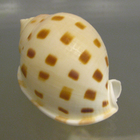 2.4. Cymatiidae - Ranellidae - Cymathidae - Cassidae