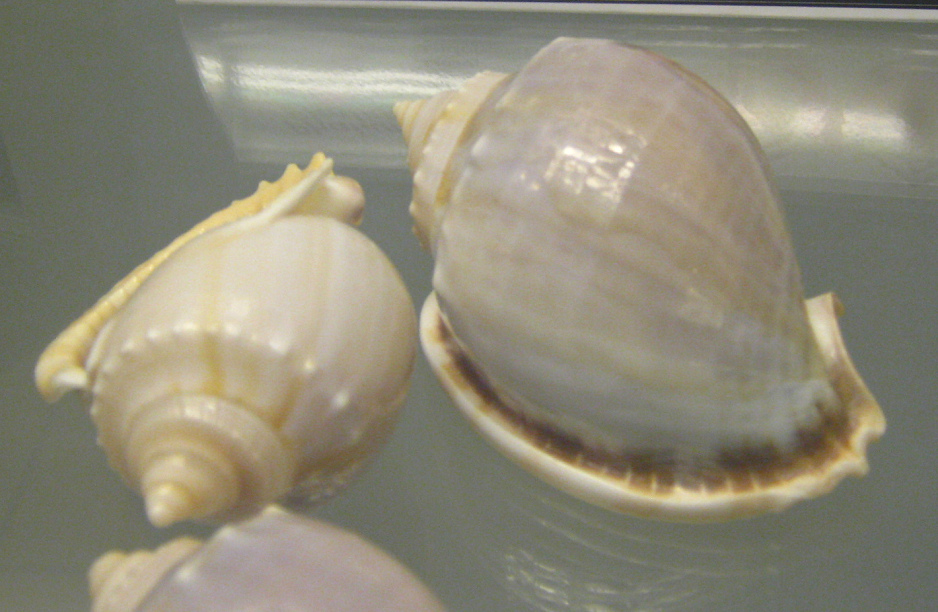 2.4. Cymatiidae - Ranellidae - Cymathidae - Cassidae