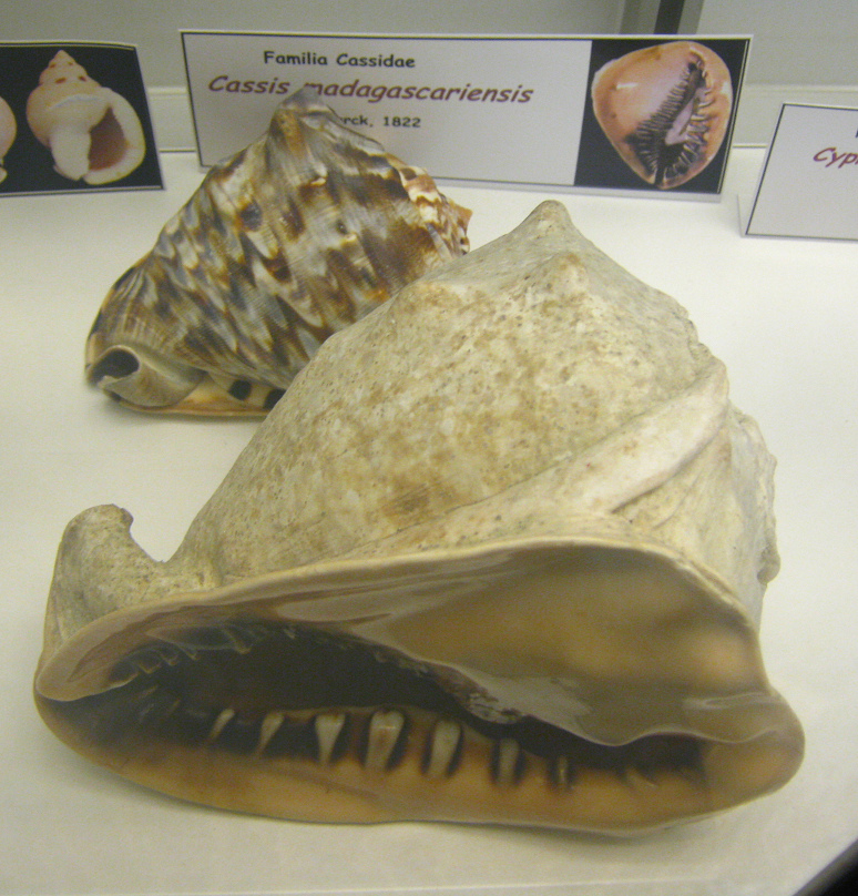 2.4. Cymatiidae - Ranellidae - Cymathidae - Cassidae