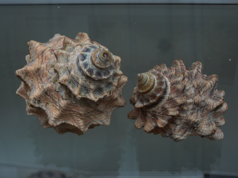 2.9. Astraenidae - Turbinidae - Strombus gigas - y caracoles de ...