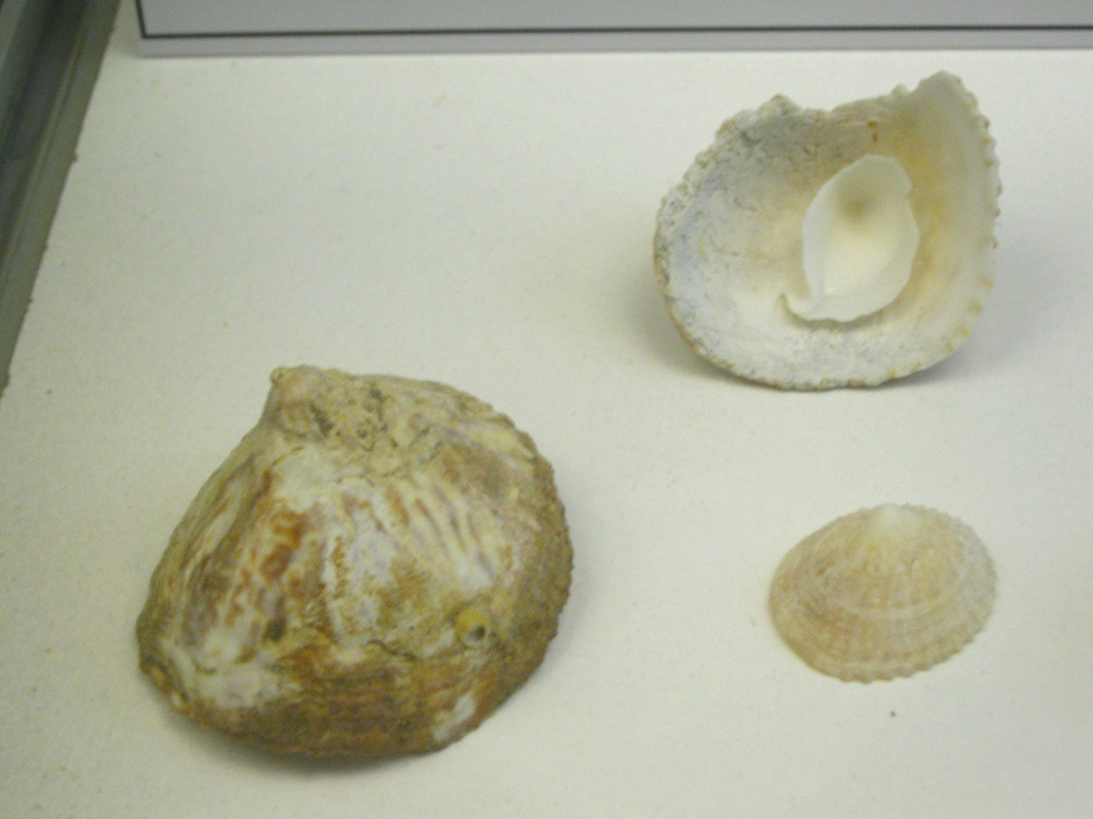 2.15. Fissurellidae - Diodora - Siphonariidae - Nacellidae - Patellidae ...